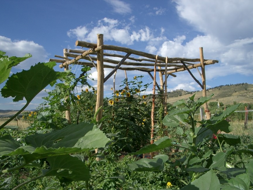 Black Locust — Arbors/Pergolas/Trellises