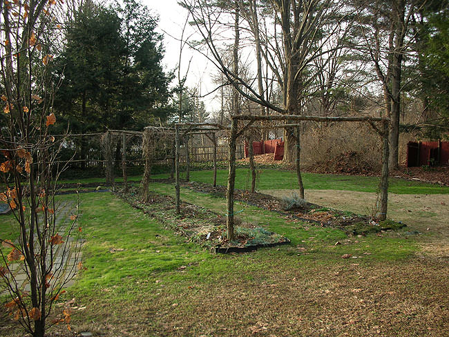 Black Locust — Arbors/Pergolas/Trellises
