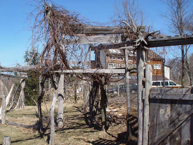 Black Locust — Arbors/Pergolas/Trellises